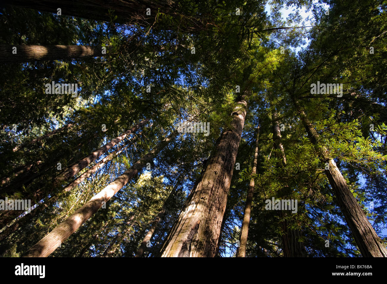Usa, California, Redwood National Park, Redwood Tree Forest Stock Photo ...