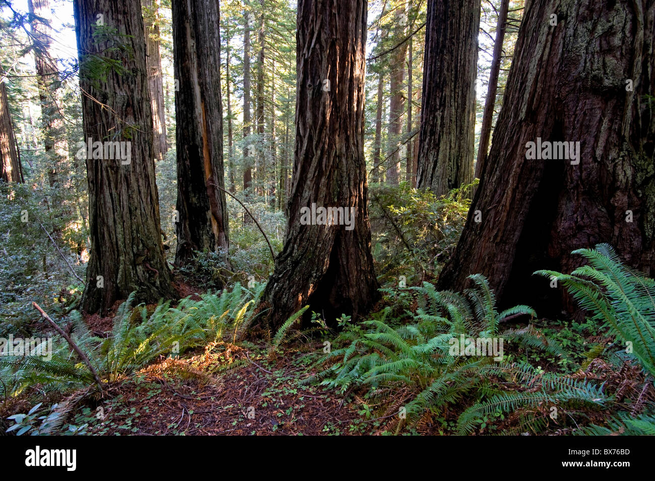 Usa, California, Redwood National Park, Redwood Tree Forest Stock Photo ...