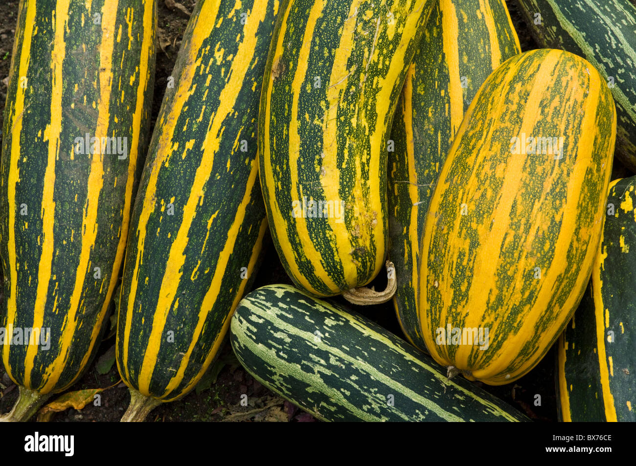 Marrows hi-res stock photography and images - Alamy