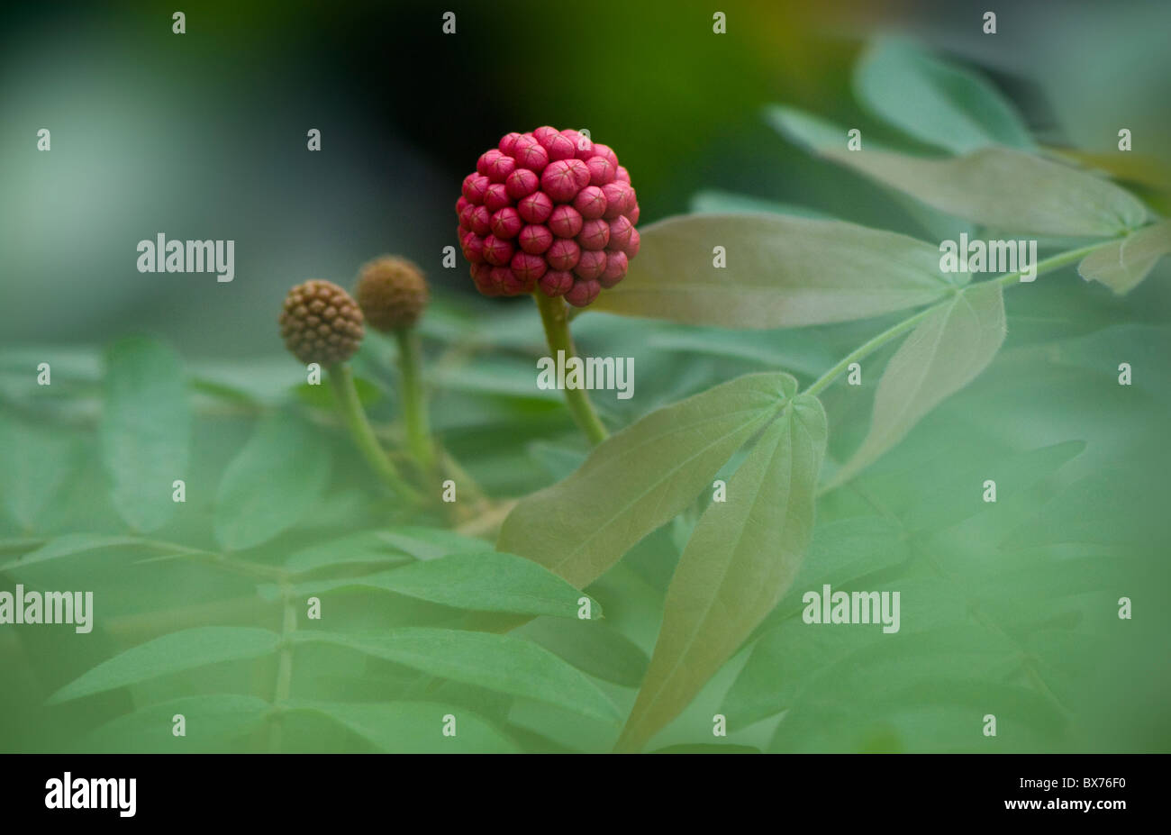 Calliandra haematocephala - red Powder Puff Flower bud Stock Photo - Alamy