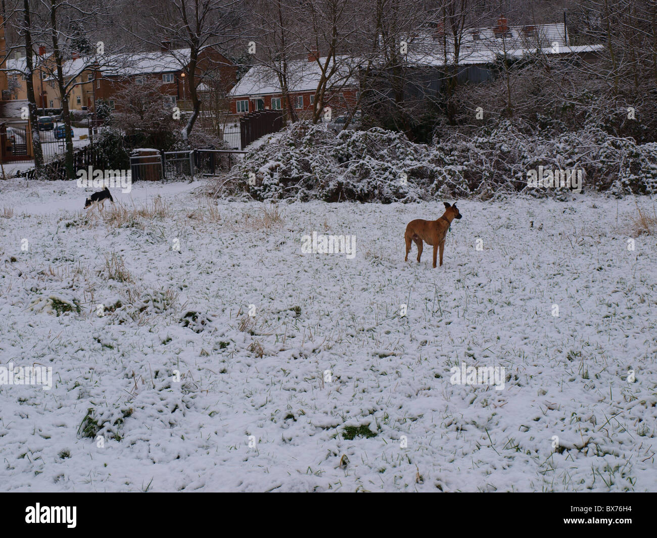 Pets and winter hi-res stock photography and images - Alamy