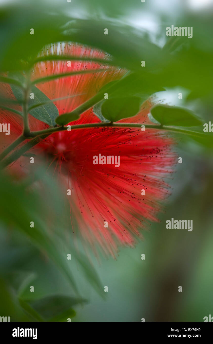 Powder puff flower hi-res stock photography and images - Alamy