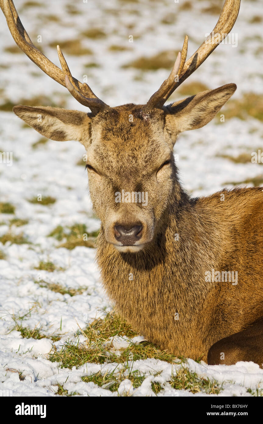 Stag head hi-res stock photography and images - Alamy