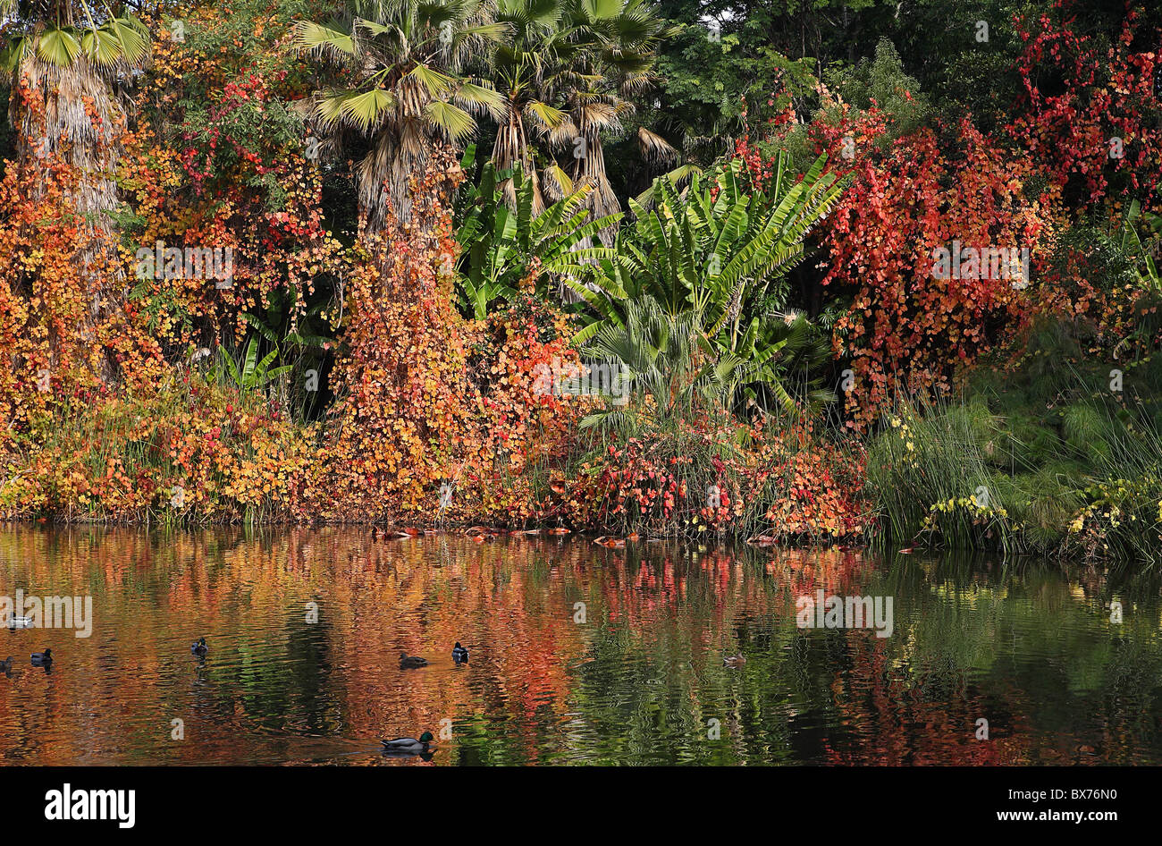 Golden gardens pond hi-res stock photography and images - Alamy