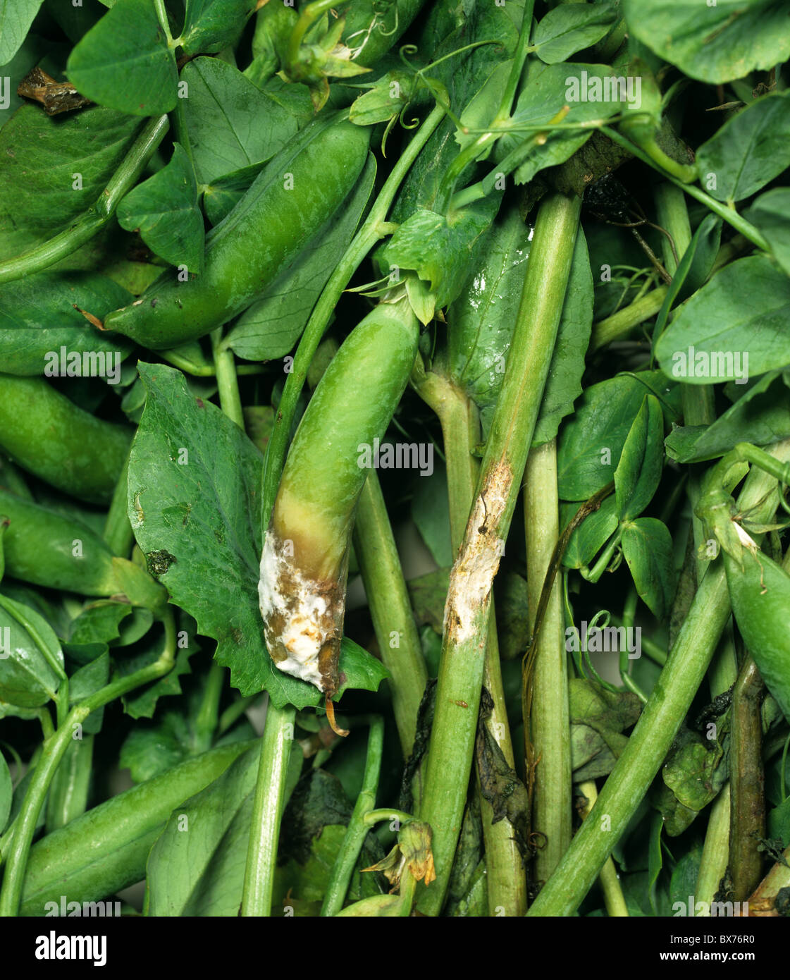Stem & pod rot (Sclerotinia sclerotiorum) disease symptoms on a pea ...