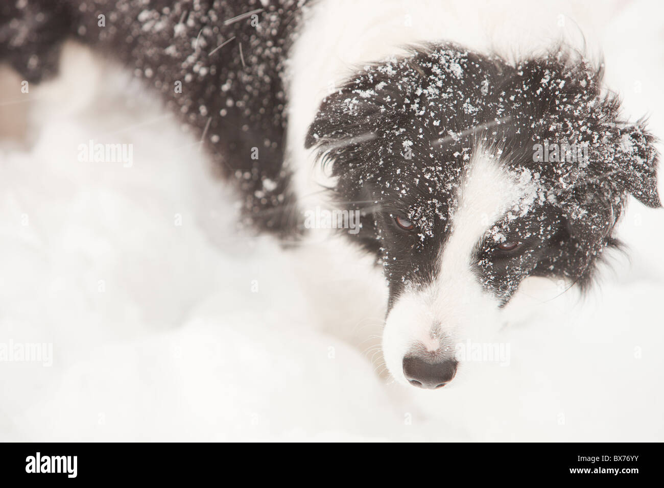 Snowing on dog hi-res stock photography and images - Alamy