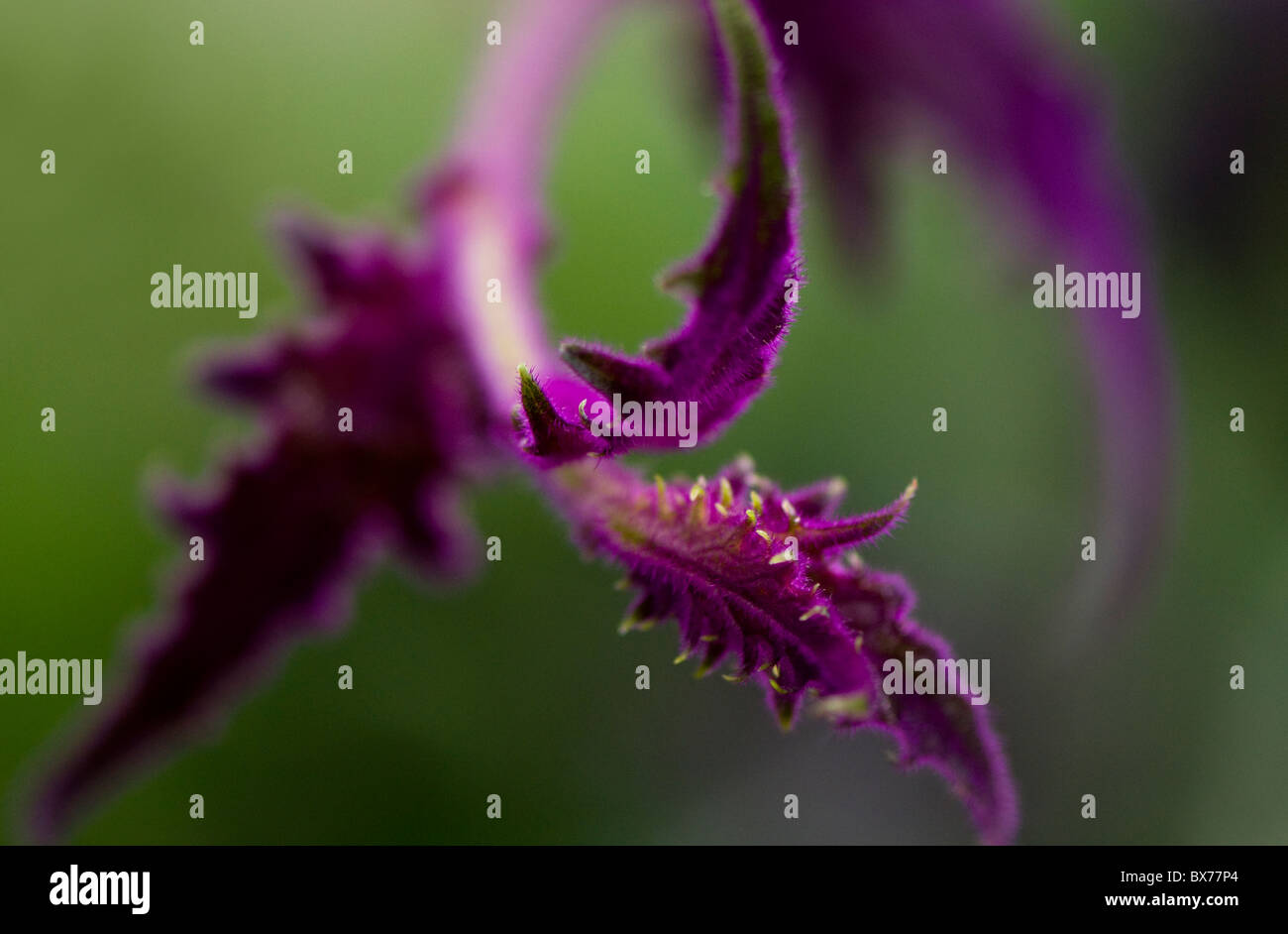 Purple velvet plant hi-res stock photography and images - Alamy