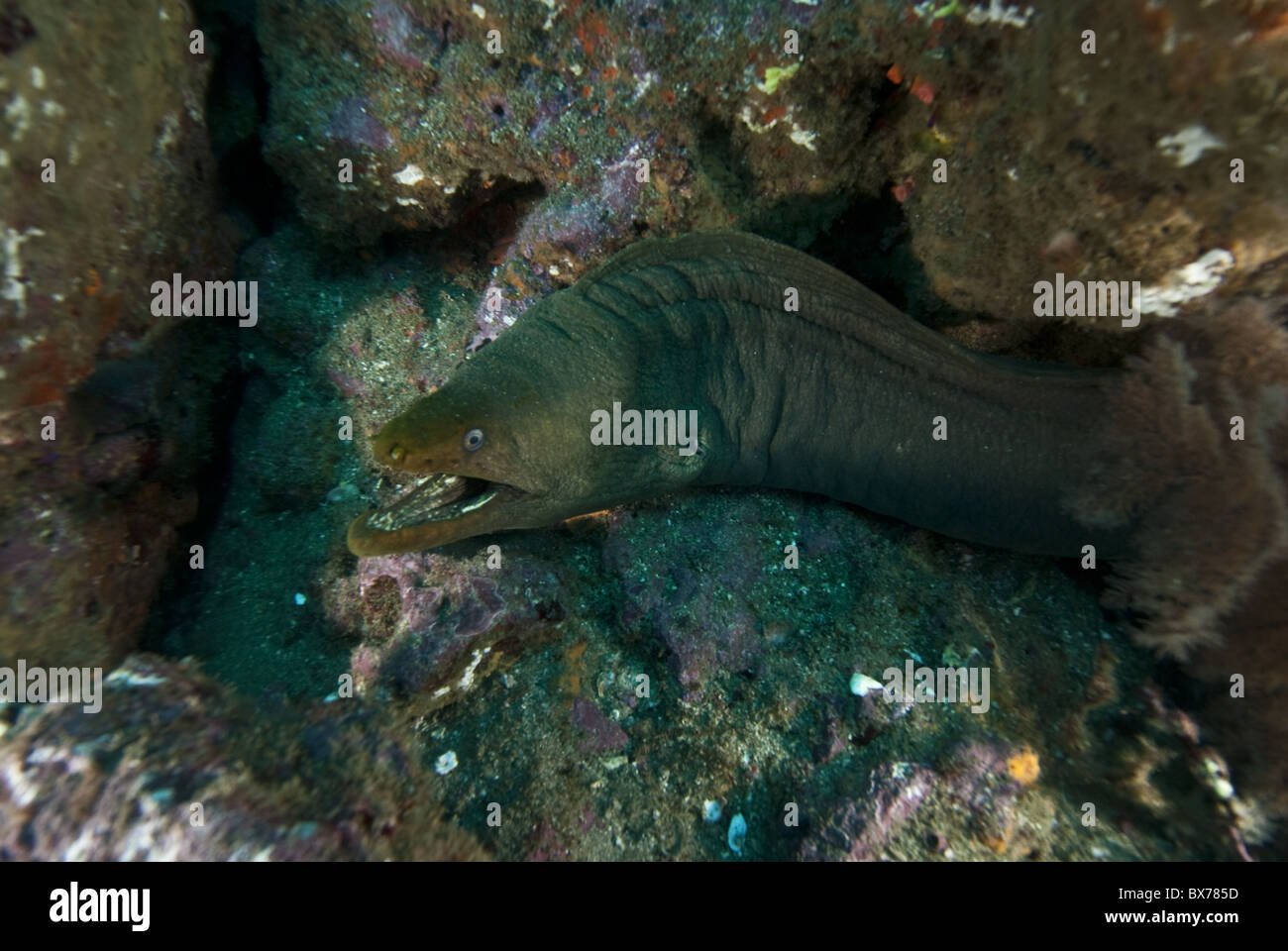 Coral reef in the Pacific Ocean around Ecuador Stock Photo - Alamy