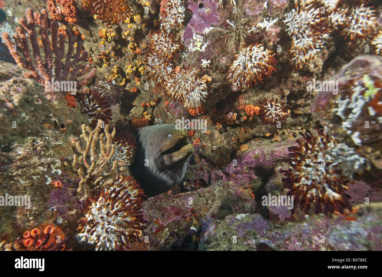 Coral reef in the Pacific Ocean around Ecuador Stock Photo - Alamy