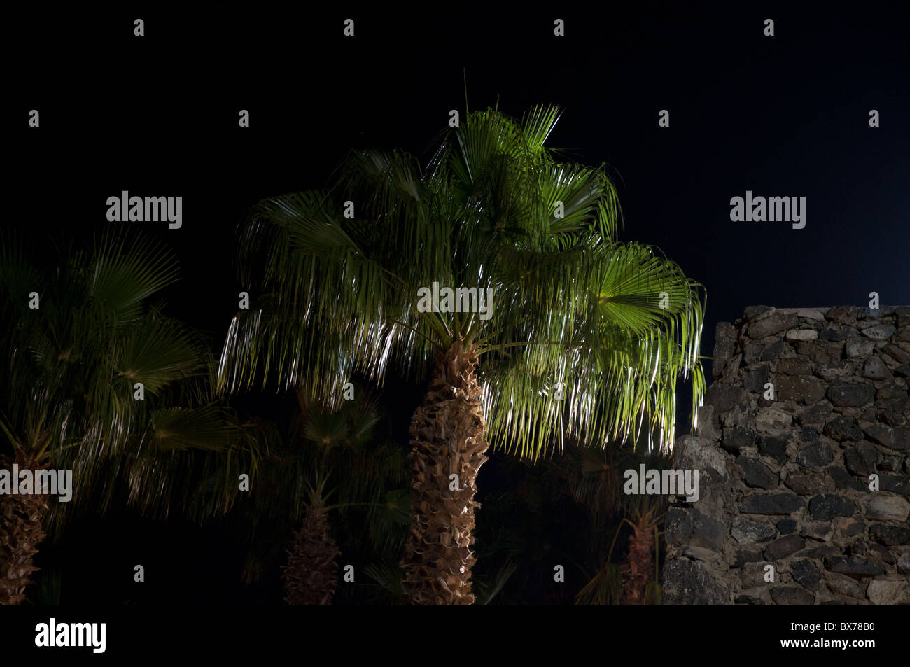 A Palm Tree lit up at night Stock Photo - Alamy