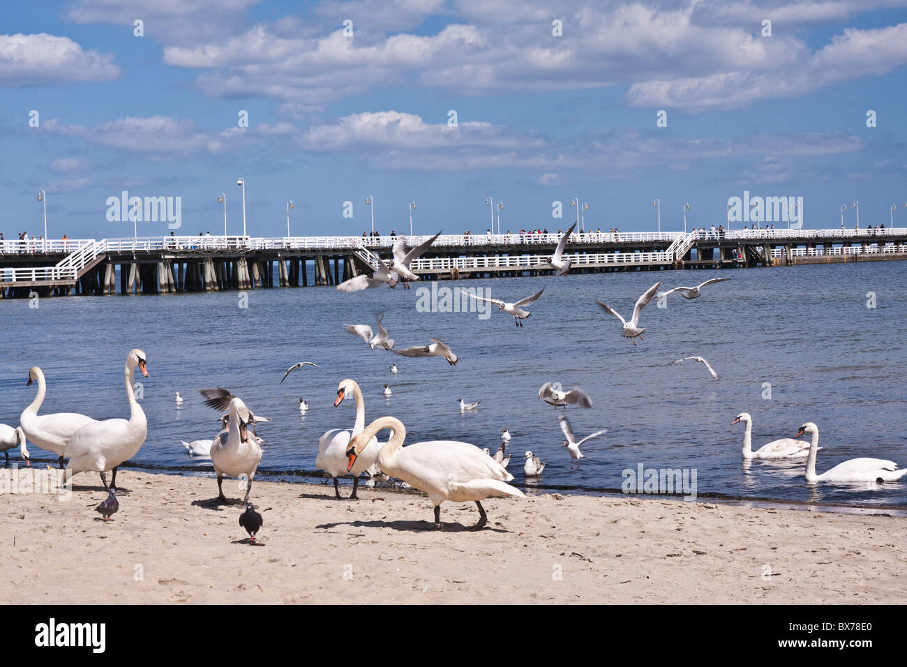 swans at wooden pier, Sopot, Poland Stock Photo - Alamy