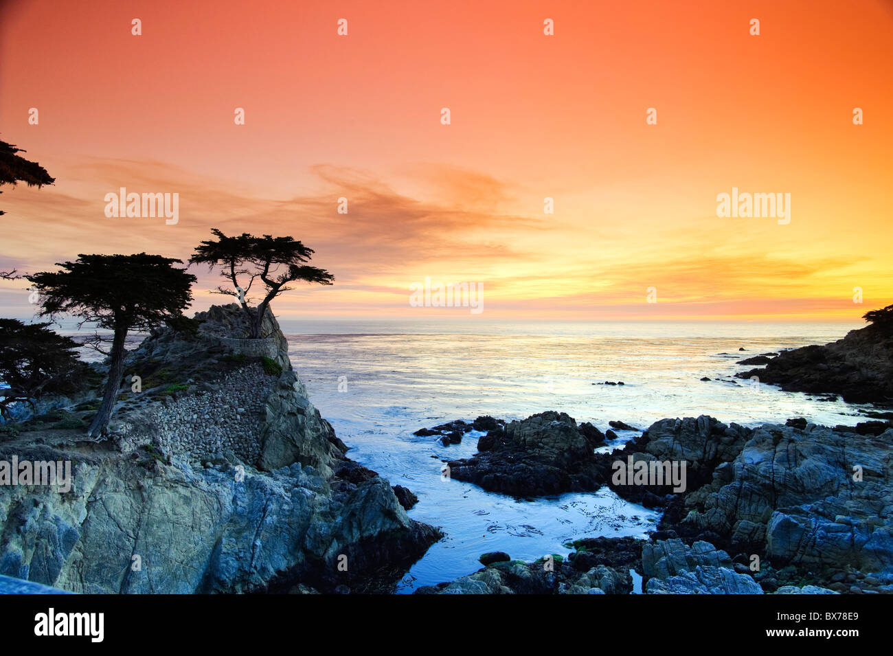 Monterey Cypress Tree Stock Photos & Monterey Cypress Tree Stock Images ...