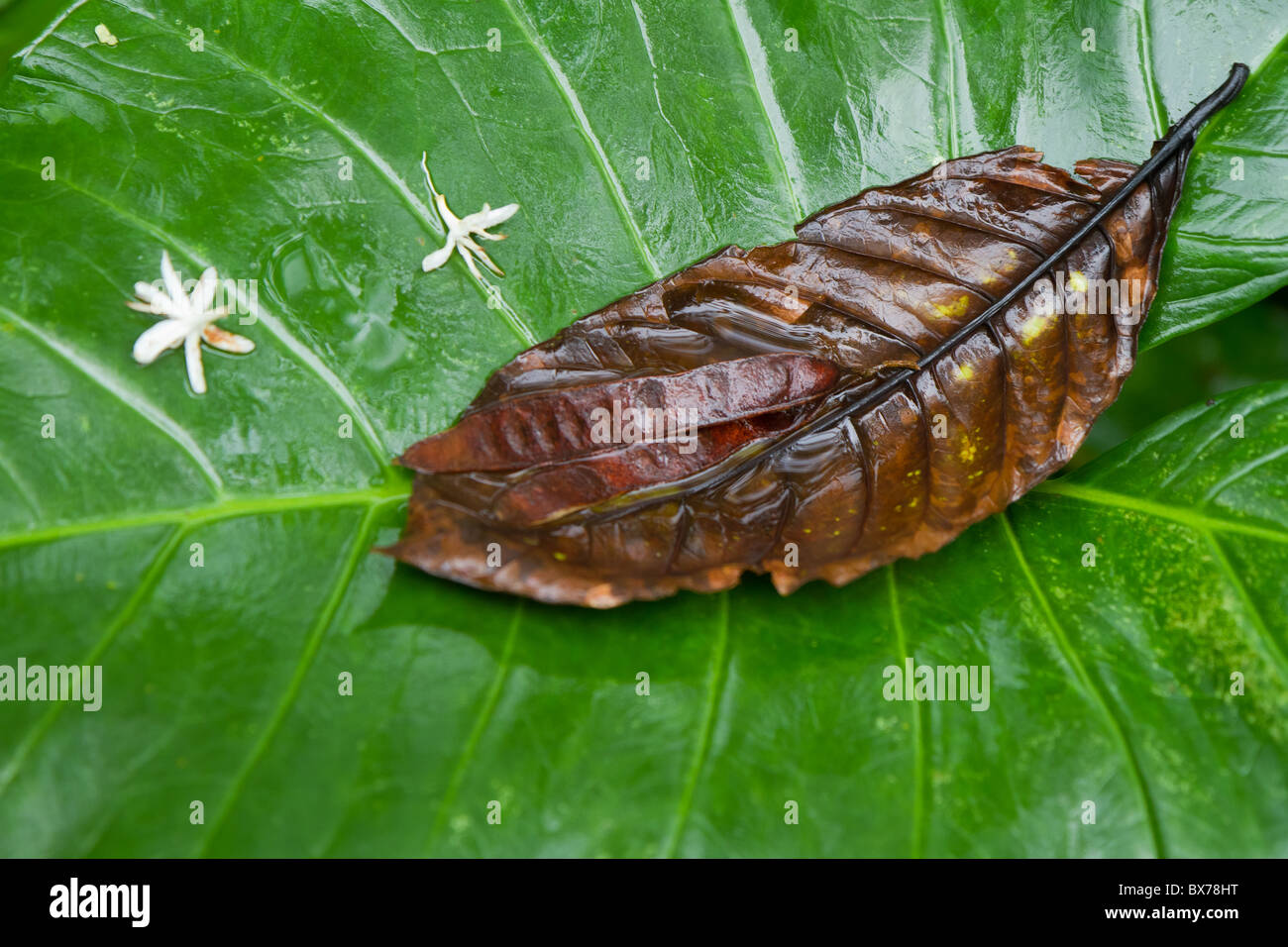 Yam plant hi-res stock photography and images - Alamy