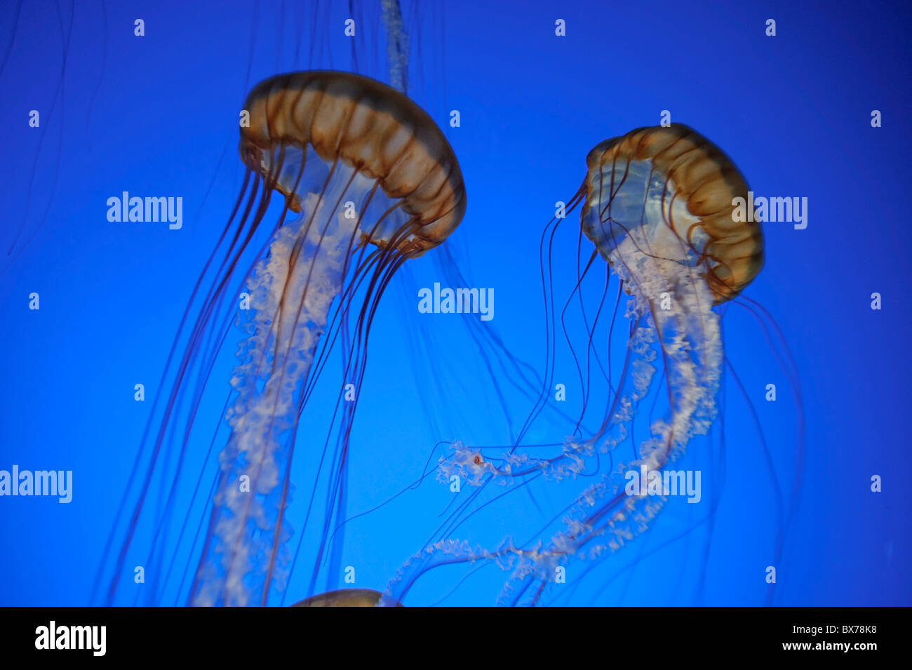 USA, California, Monterey Bay Acquarium, Pacific Sea Nettle Jellyfish ...