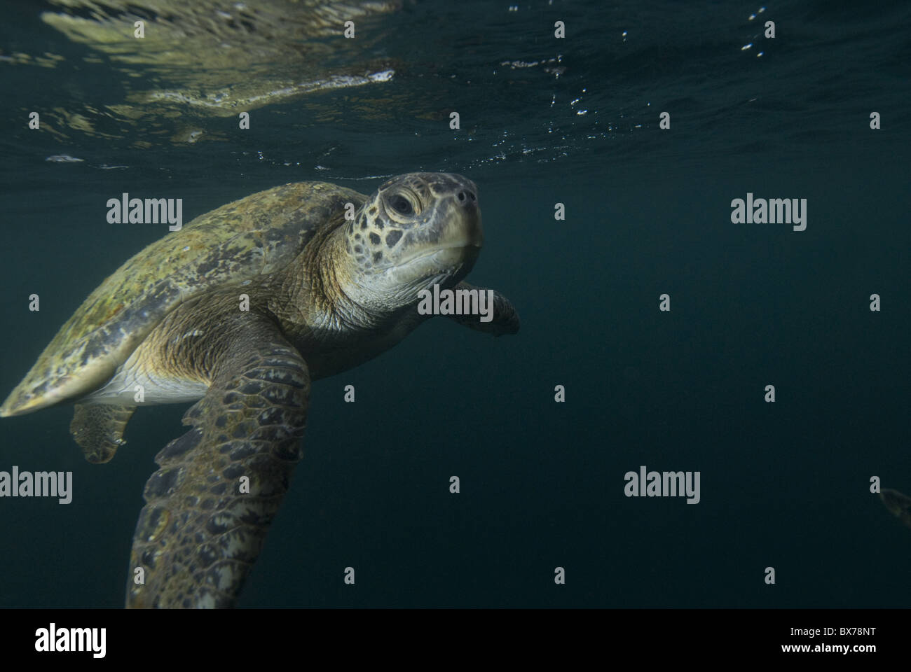 Pacific ocean turtle hi-res stock photography and images - Alamy