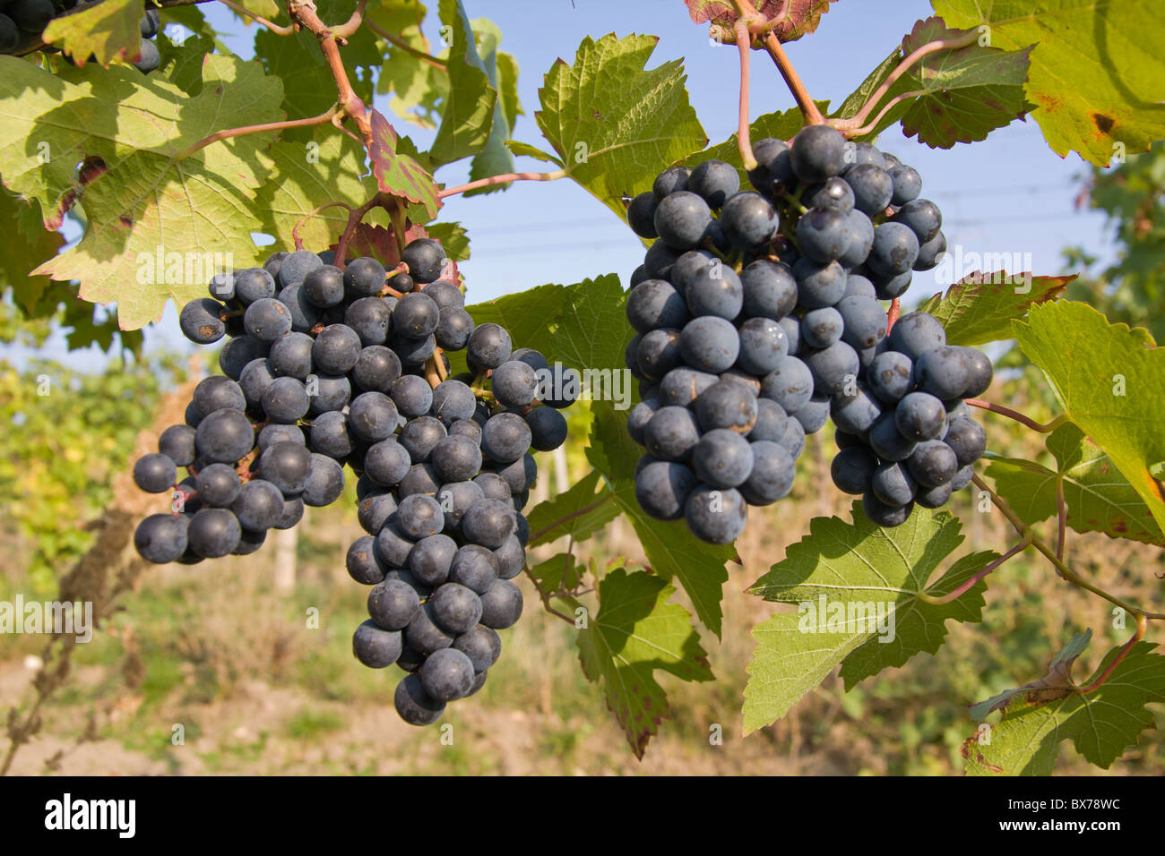bunch of ripe grapes on grapevine right before harvest Stock Photo - Alamy