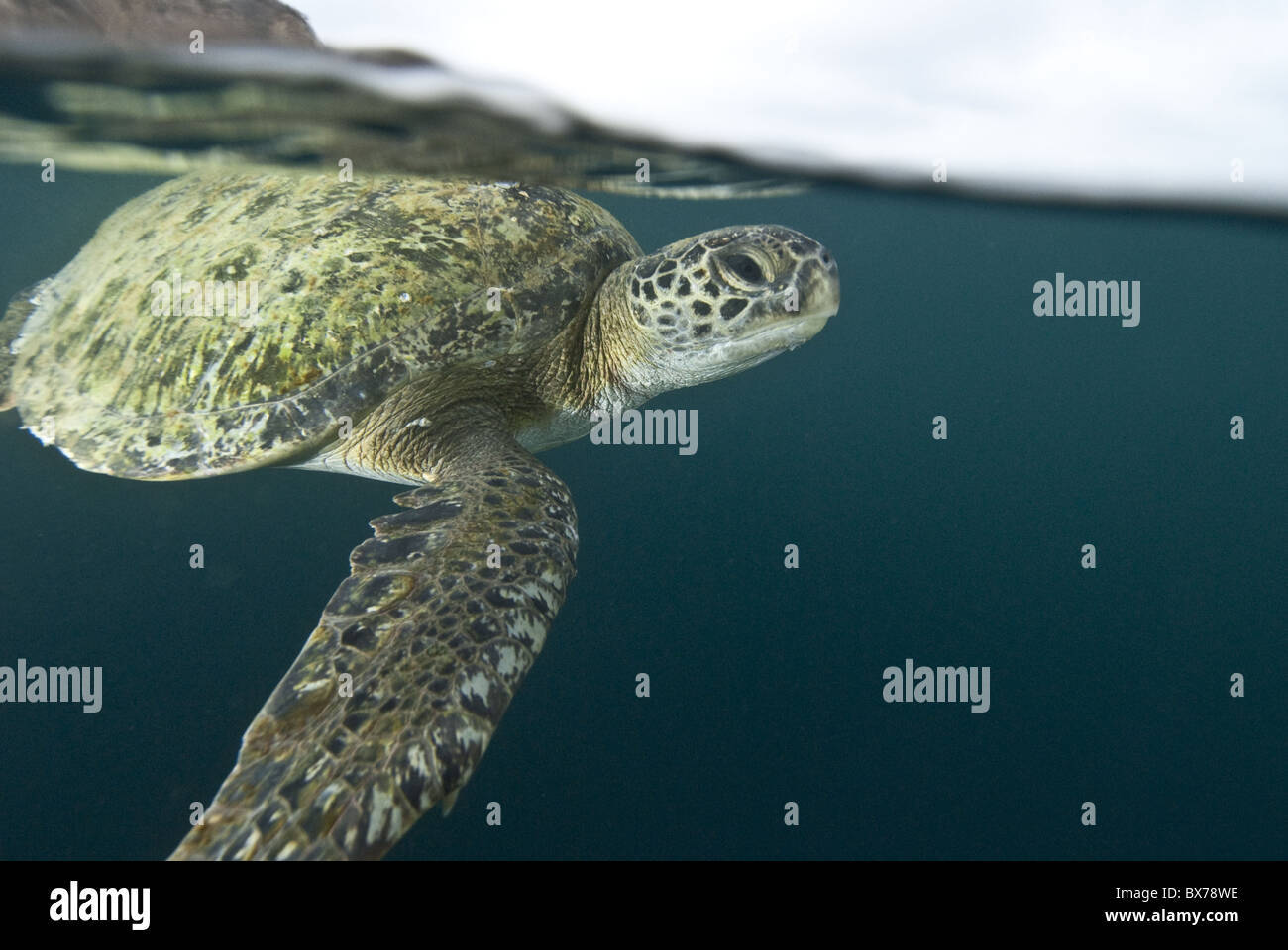 Pacific ocean turtle hi-res stock photography and images - Alamy