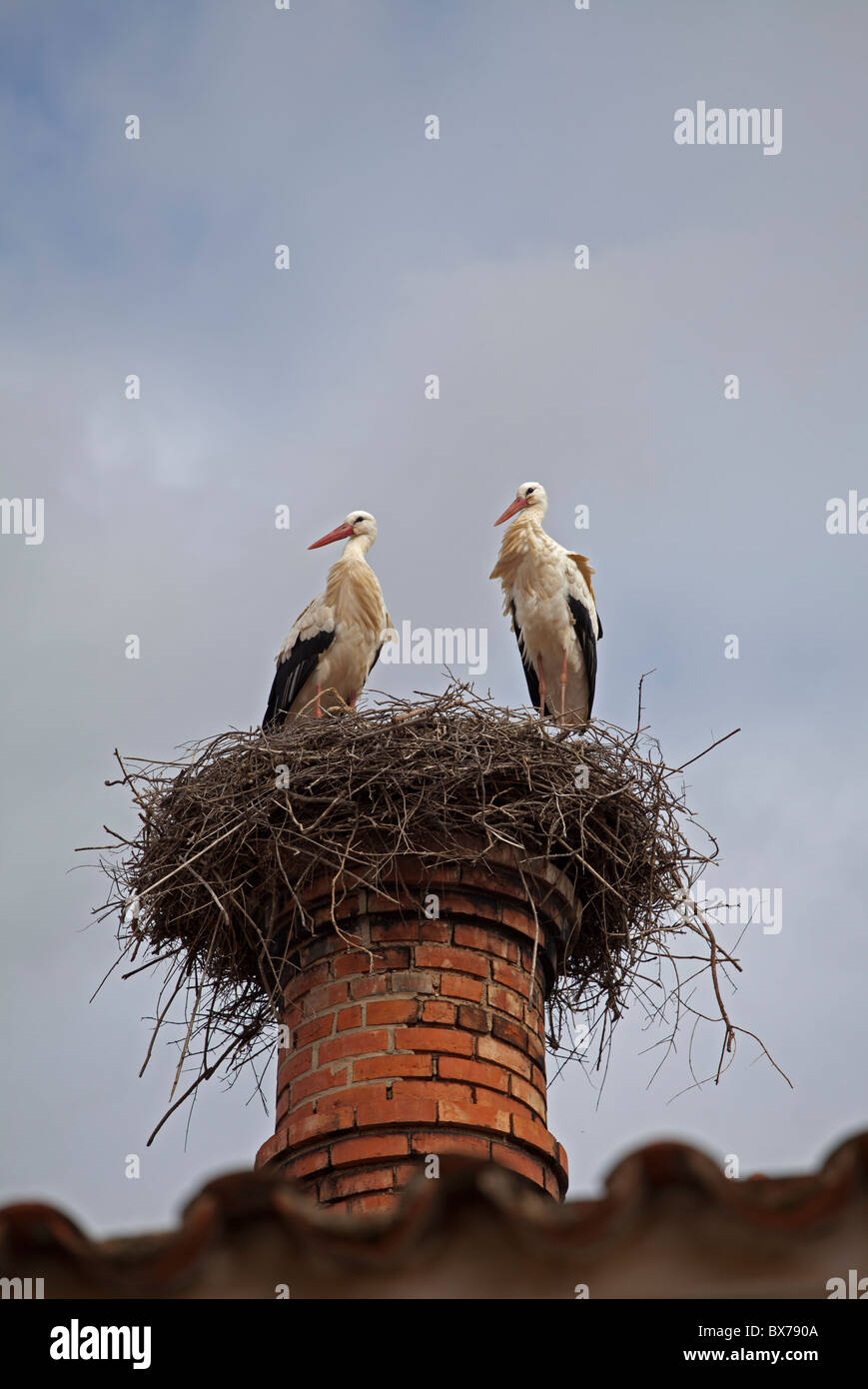 A pair of White Storks nesting on a chimney at Silves Stock Photo - Alamy