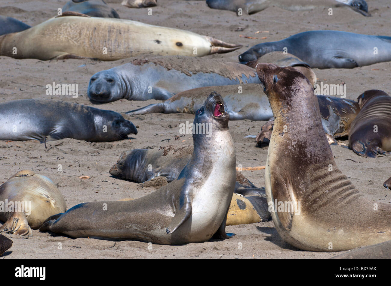 Elephant seals moulting, Piedras Blancas (White Rocks), Highway 1 ...