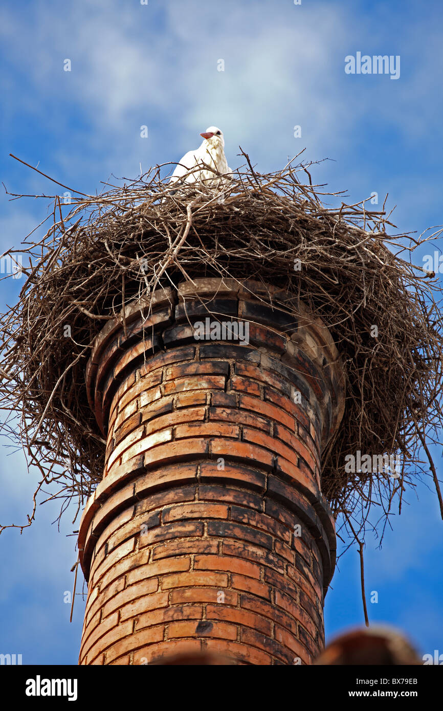 White Stork nesting on a chimney at Silves Stock Photo - Alamy