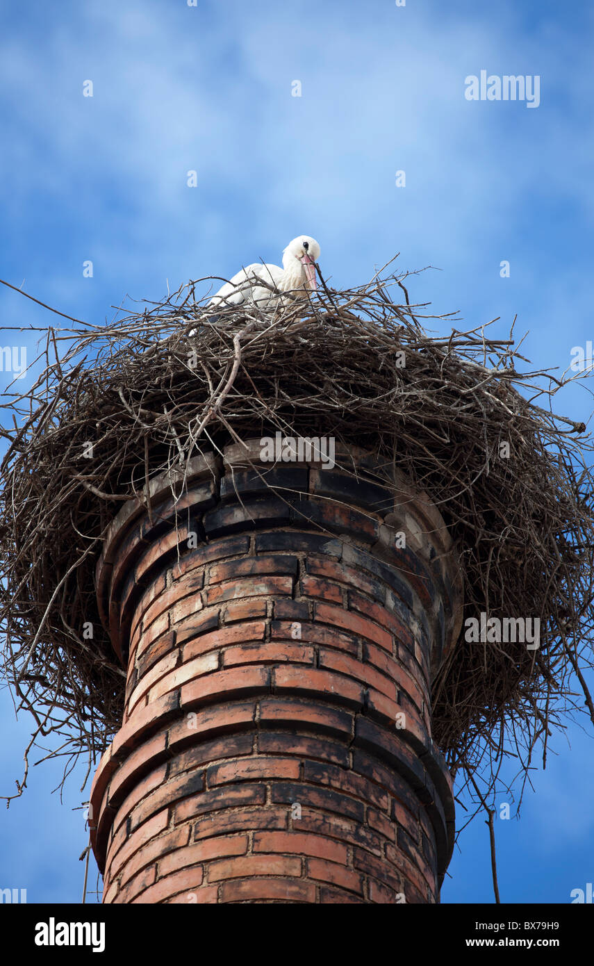 White Stork nesting on a chimney at Silves Stock Photo - Alamy