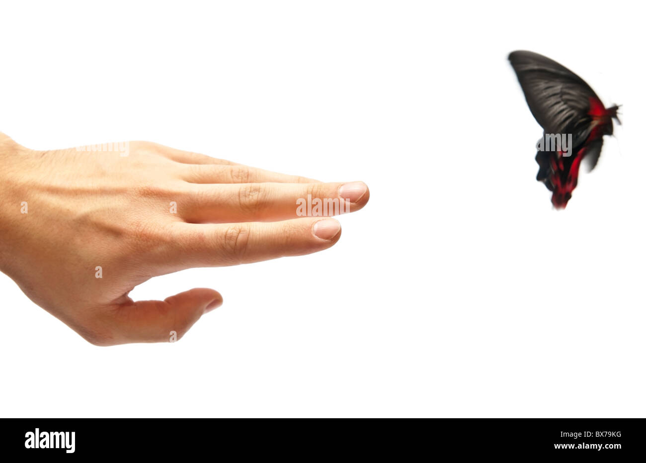 Butterfly in motion Stock Photo - Alamy