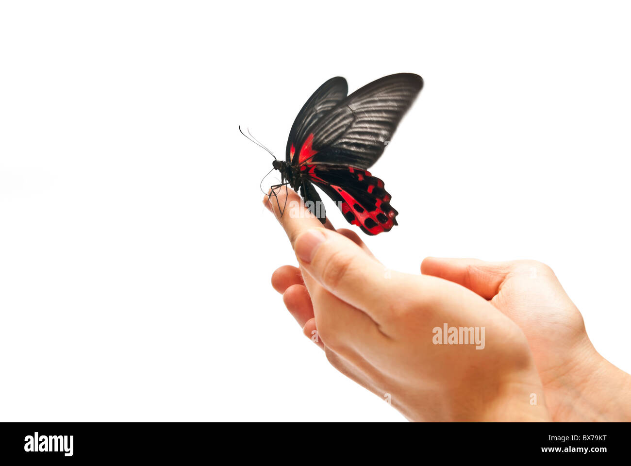 Butterfly in motion Stock Photo - Alamy