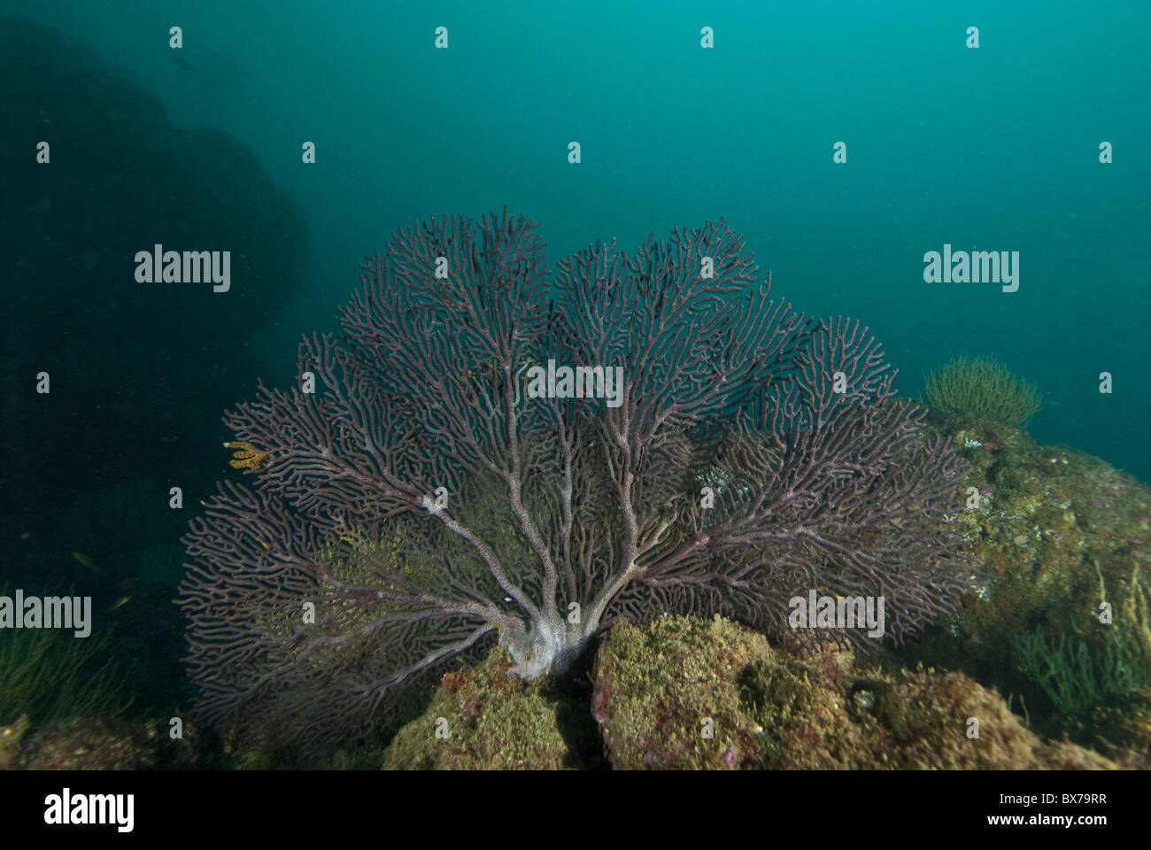 Coral reef in the Pacific Ocean around Ecuador Stock Photo - Alamy