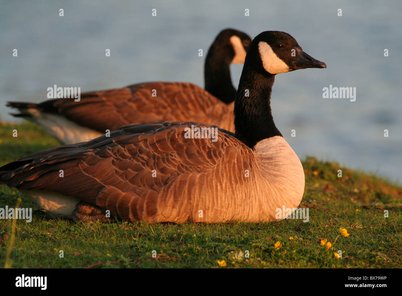 Pair of Canada Geese Stock Photo - Alamy