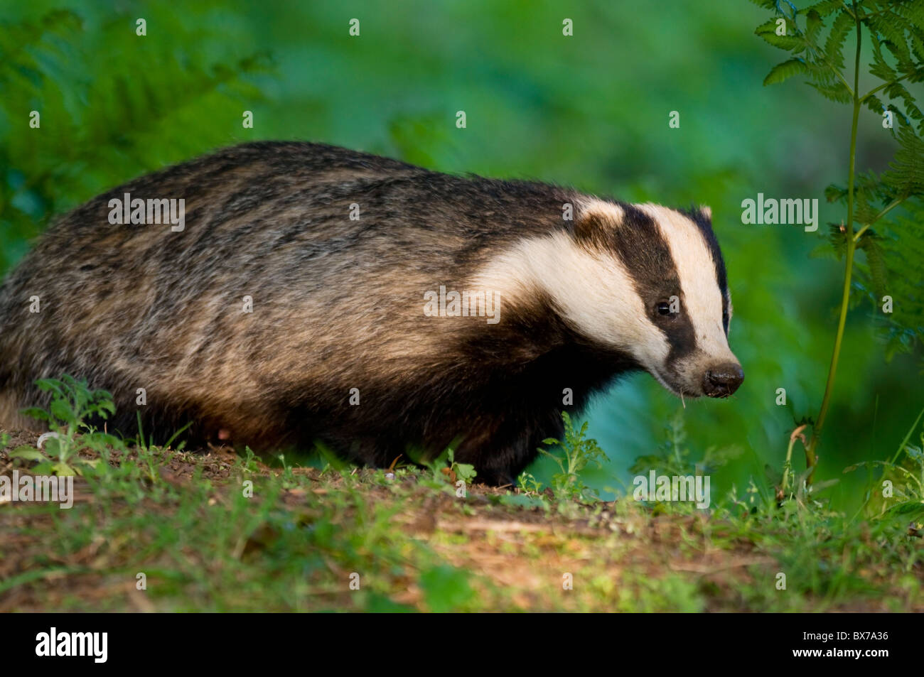 Badger in bracken Stock Photo - Alamy