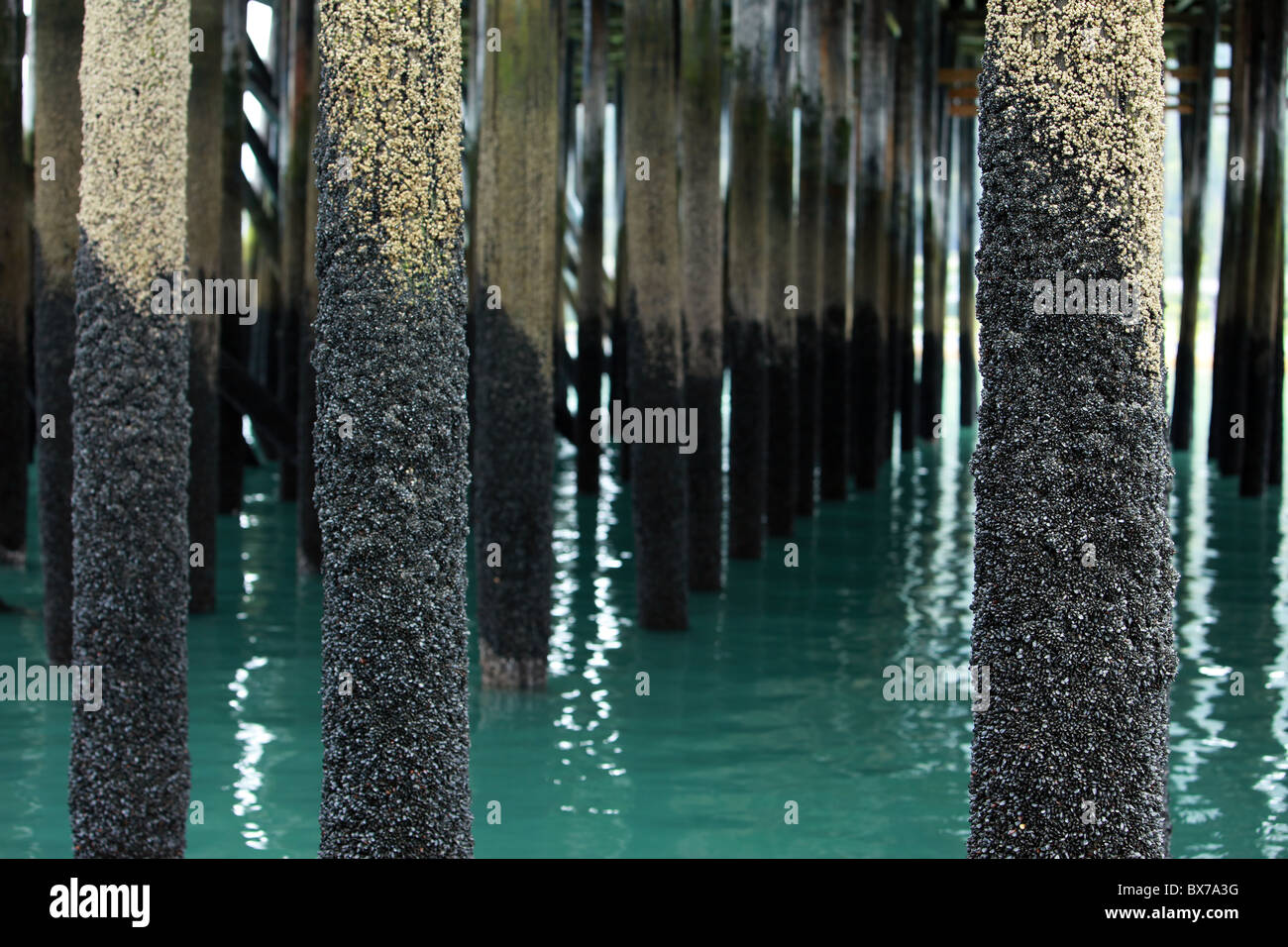 Pylons under a pier in the aqua blue sea, ocean showing barnacles on ...