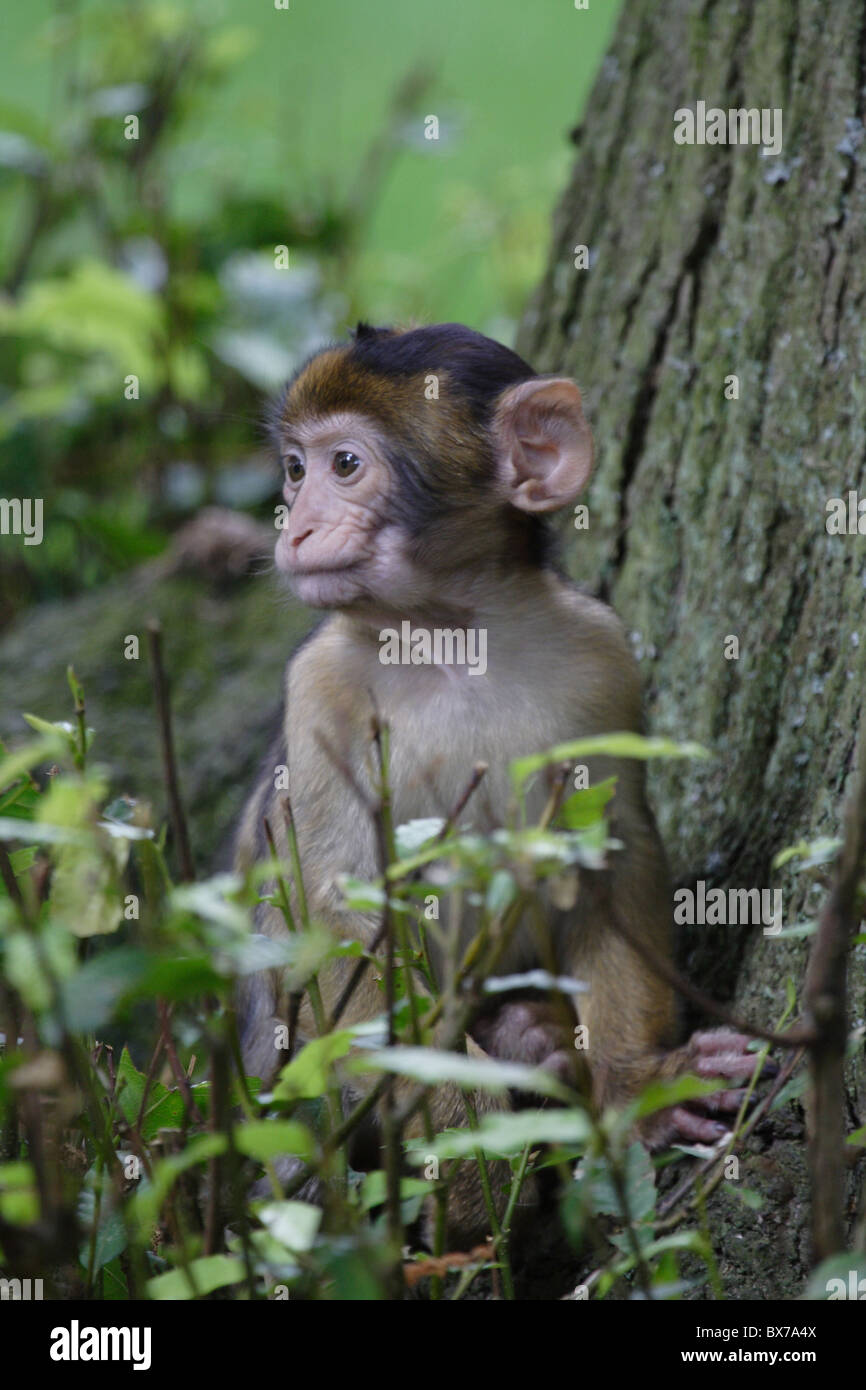 Cute baby monkey Stock Photo - Alamy