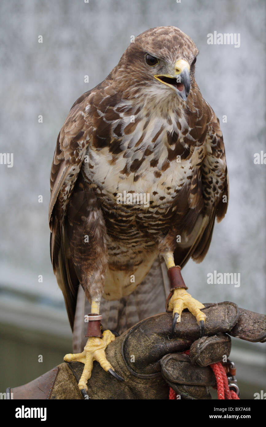 Common Buzzard Portrait Stock Photo - Alamy