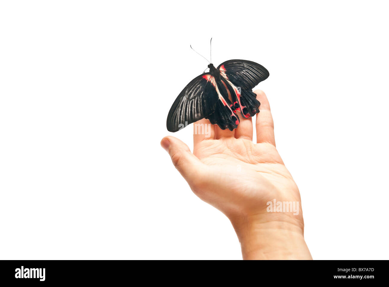 Hand holding fly on Cut Out Stock Images & Pictures - Alamy