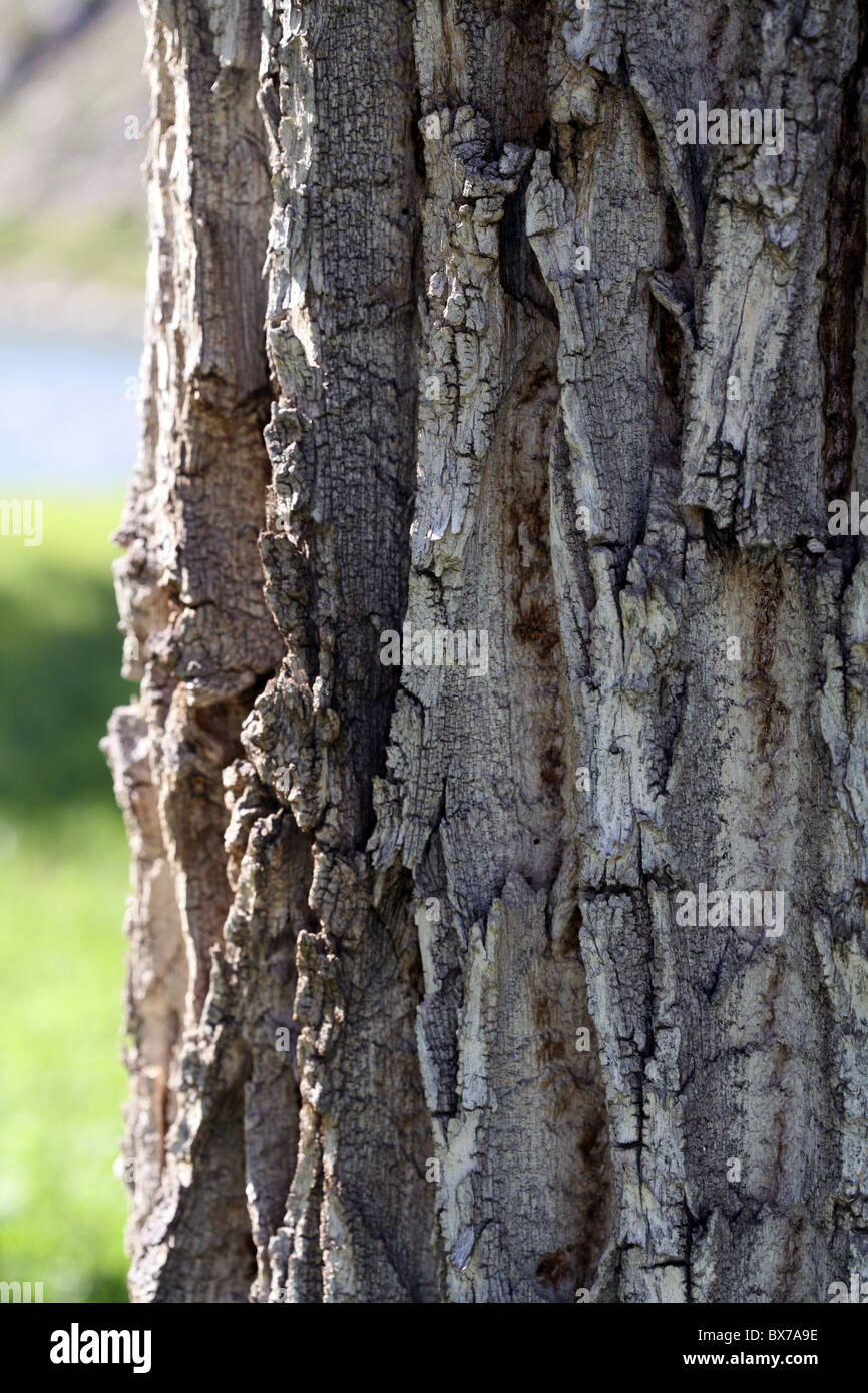 close up image of a tree trunk Stock Photo - Alamy