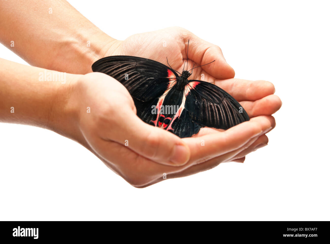 Butterfly in hands Stock Photo - Alamy