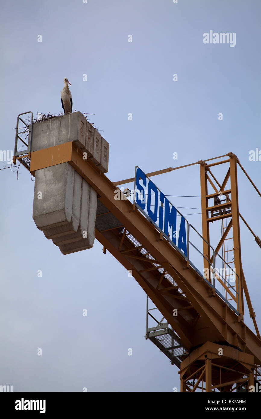A White Stork nesting on a construction site crane Stock Photo - Alamy