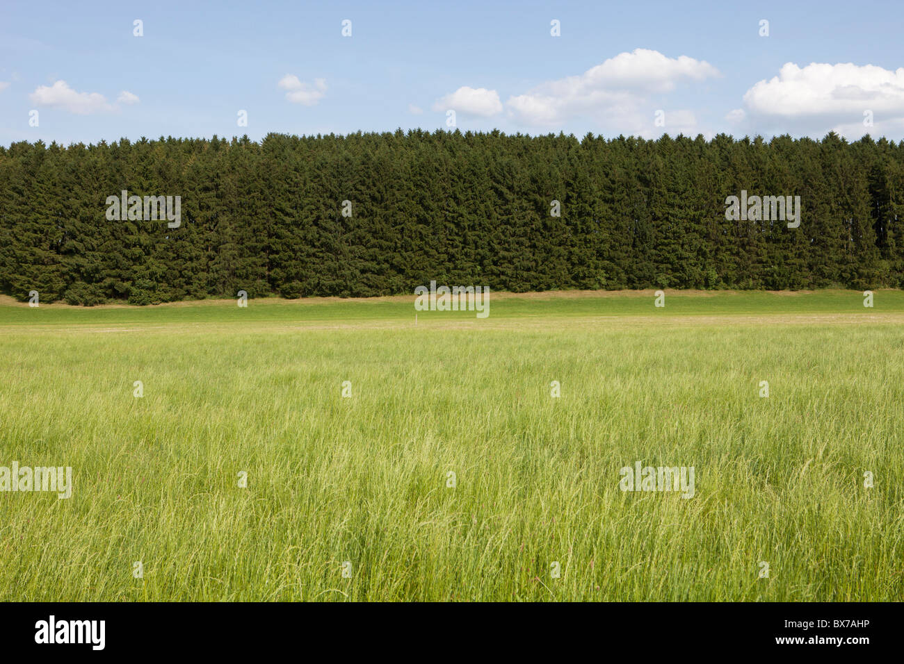 Green grass in front of trees Stock Photo - Alamy
