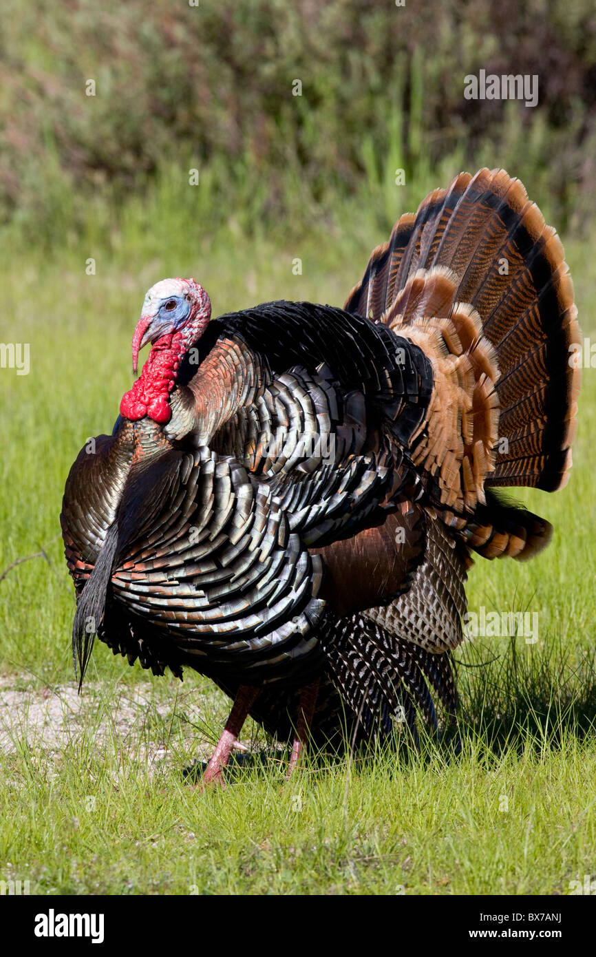 Wild Turkey in Display Stock Photo - Alamy