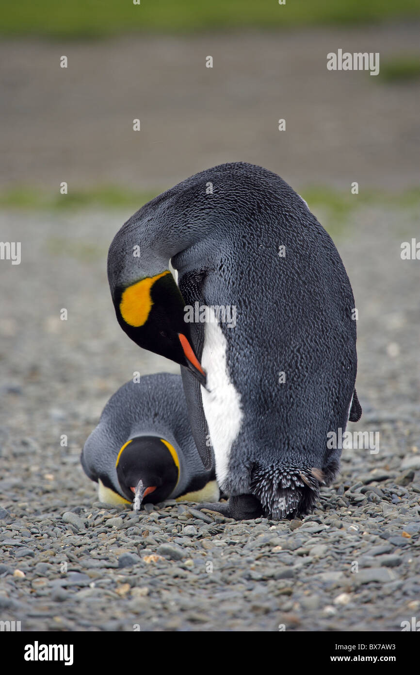 Penguin lying down hi-res stock photography and images - Alamy