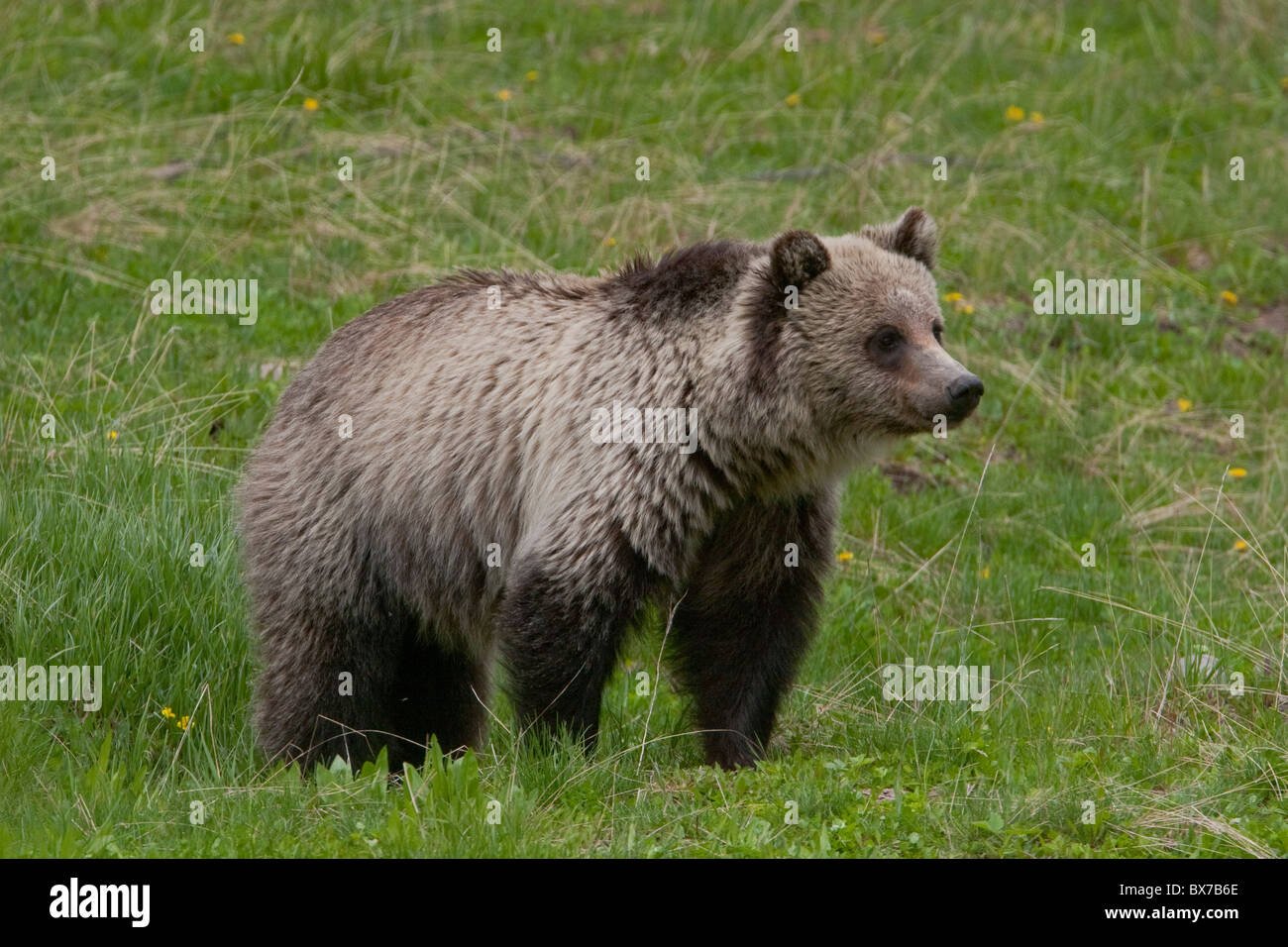 Grizzly Bear in Spring Stock Photo - Alamy