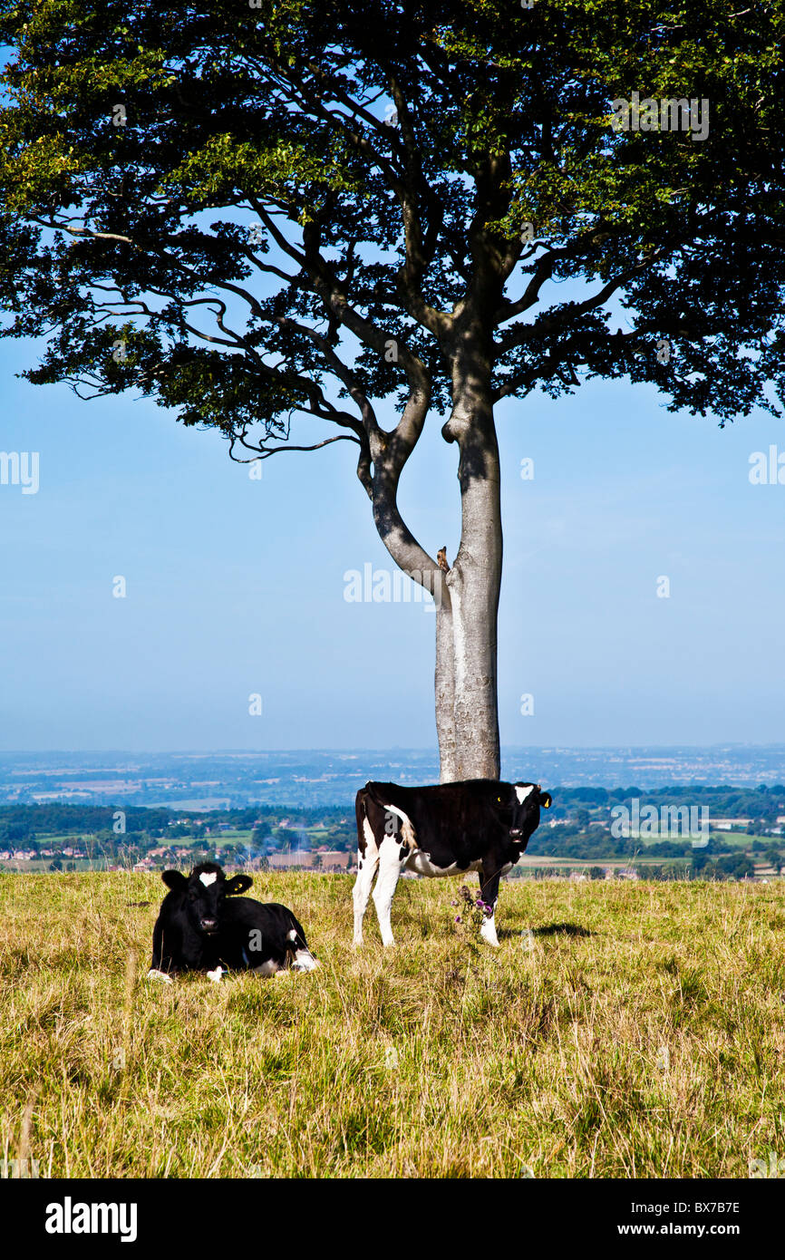 Uk grazing cows cow hi-res stock photography and images - Alamy