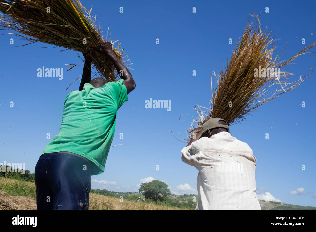 Haiti rice farmer hi-res stock photography and images - Alamy