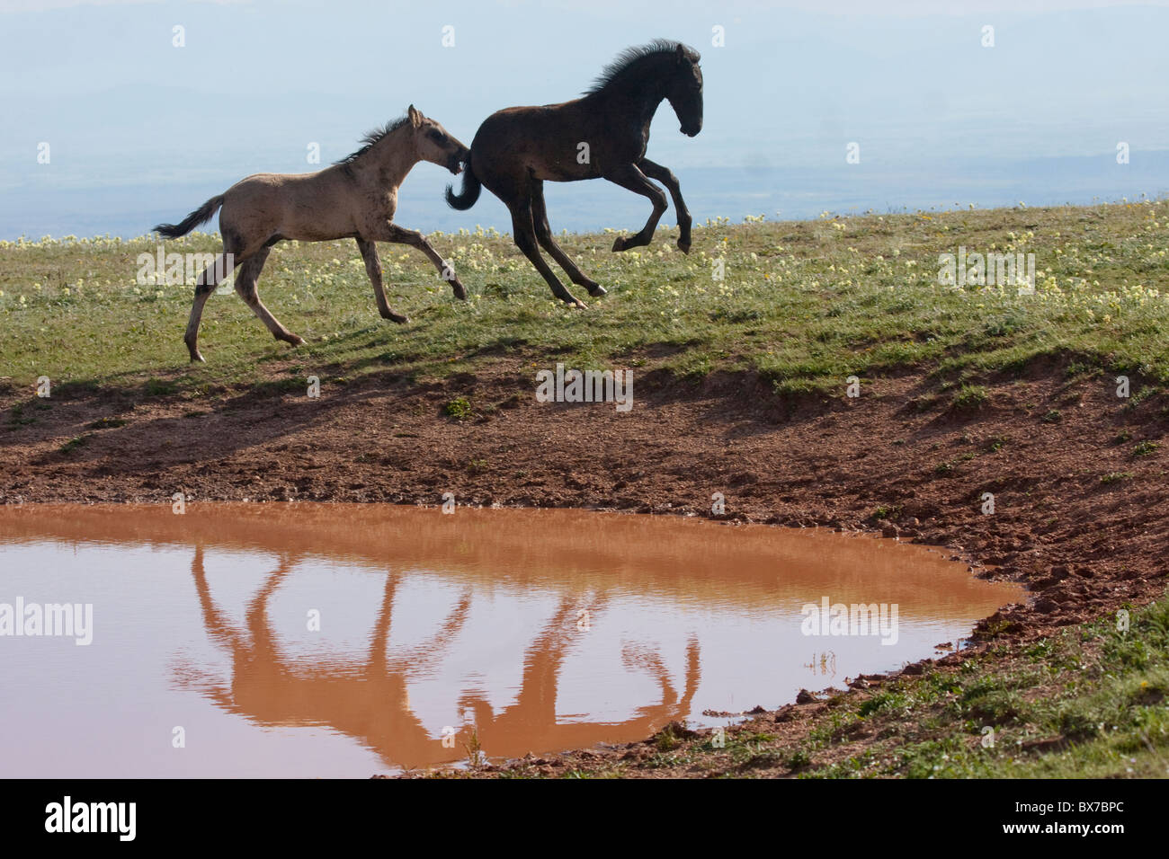 Wild Horse Foals Playing Stock Photo - Alamy