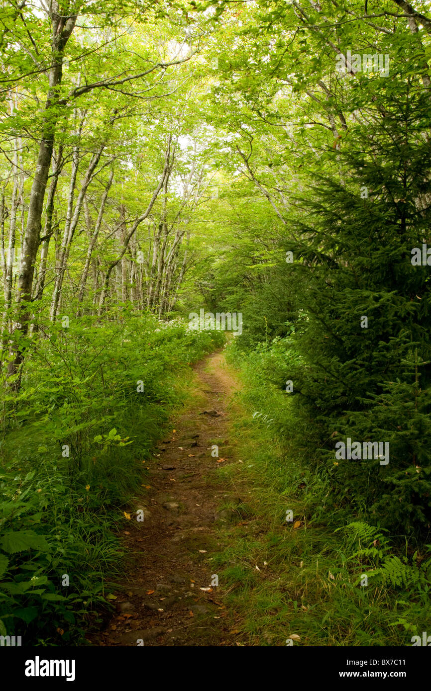 Trail, Shinning Rock Wilderness Area, Pisgah Nat. Forest, NC Stock ...
