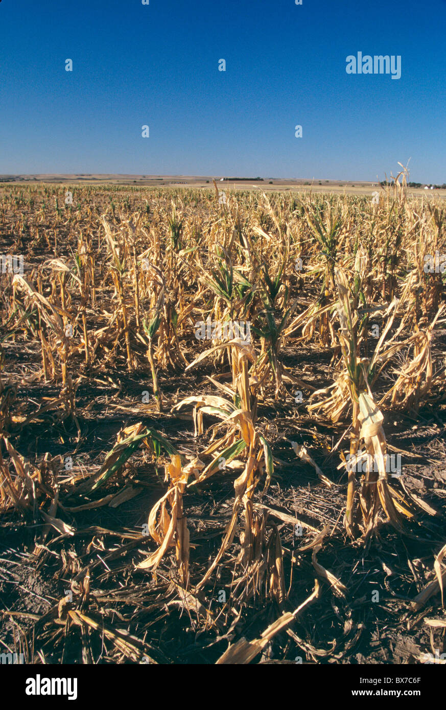 Dry nebraka damage drought bio fuel fuels hi-res stock photography and ...