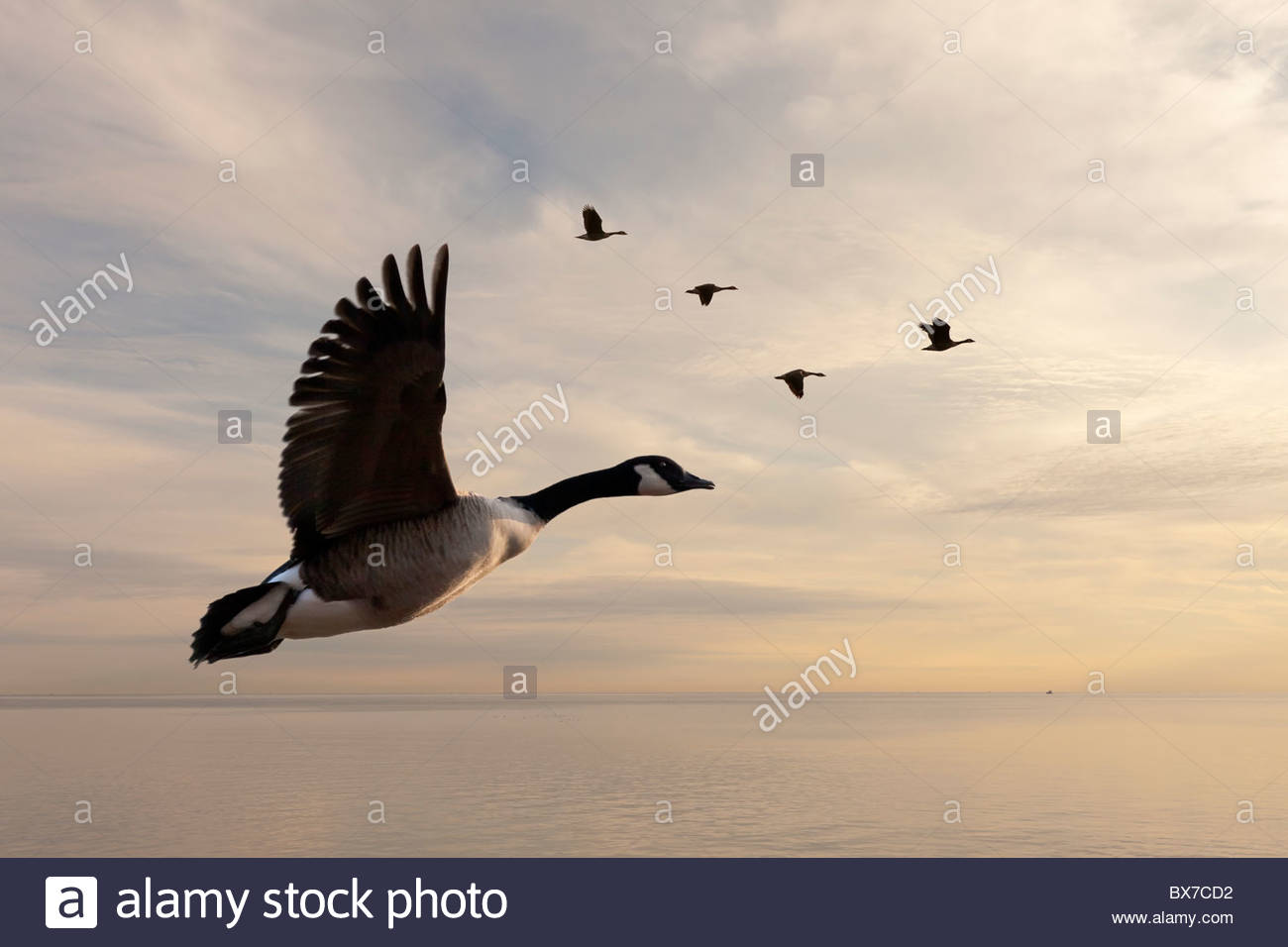 Canada Geese High Resolution Stock Photography and Images - Alamy