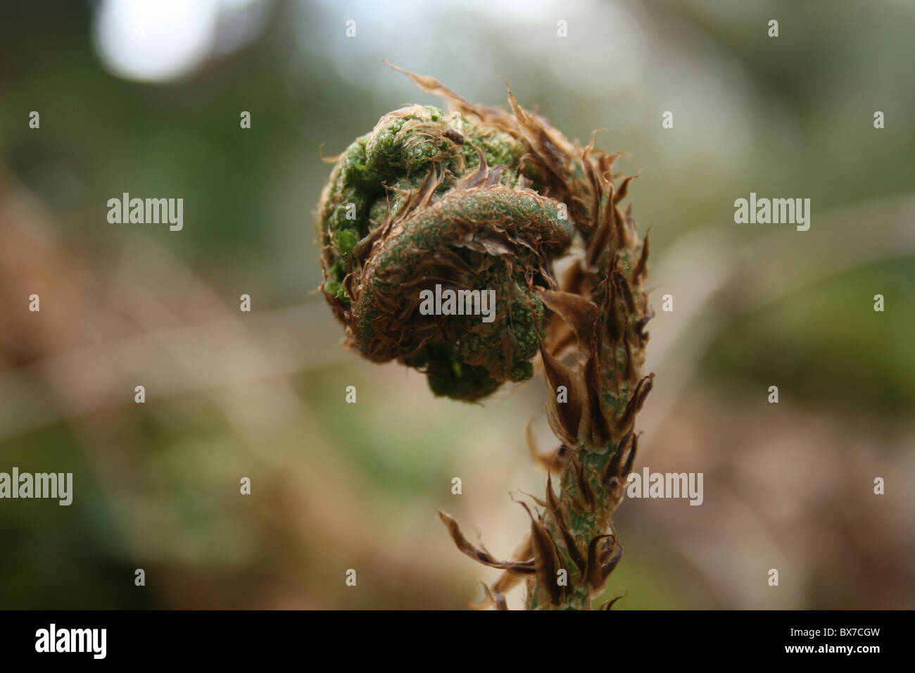 Fern uncurling hi-res stock photography and images - Alamy