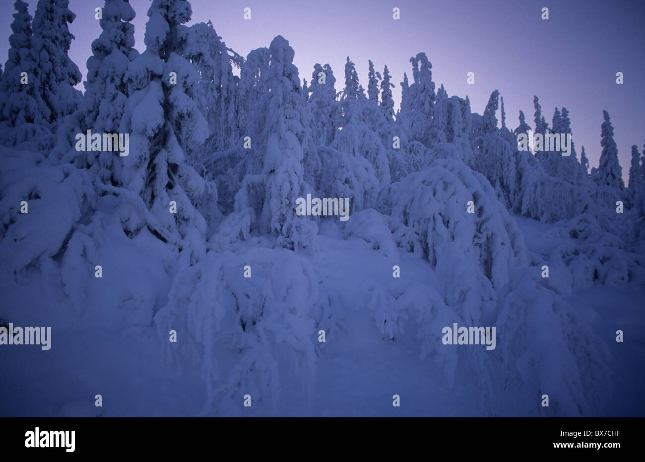 Heavy trees hi-res stock photography and images - Alamy