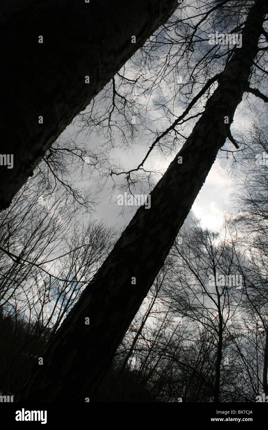 See dark trees hi-res stock photography and images - Alamy